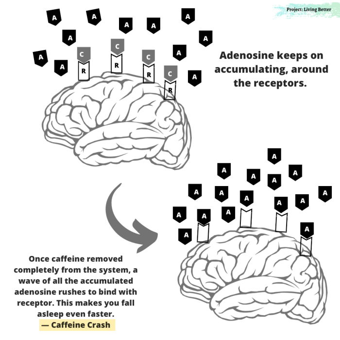 Caffeine and Sleep: How Does Caffeine Affect Sleep? – Project: Living ...