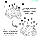 Caffeine and Sleep: How Does Caffeine Affect Sleep? – Project: Living ...
